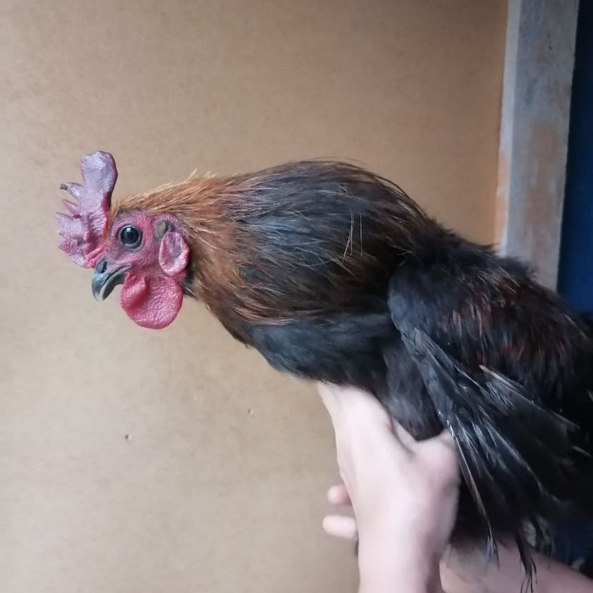 Петухи разных пород