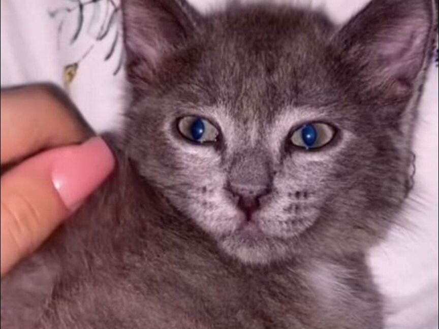 Котенок в добрые руки
