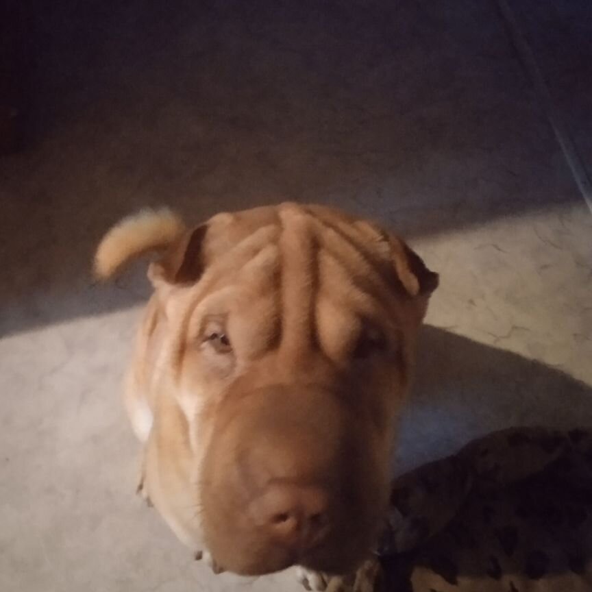 Продам шарпея