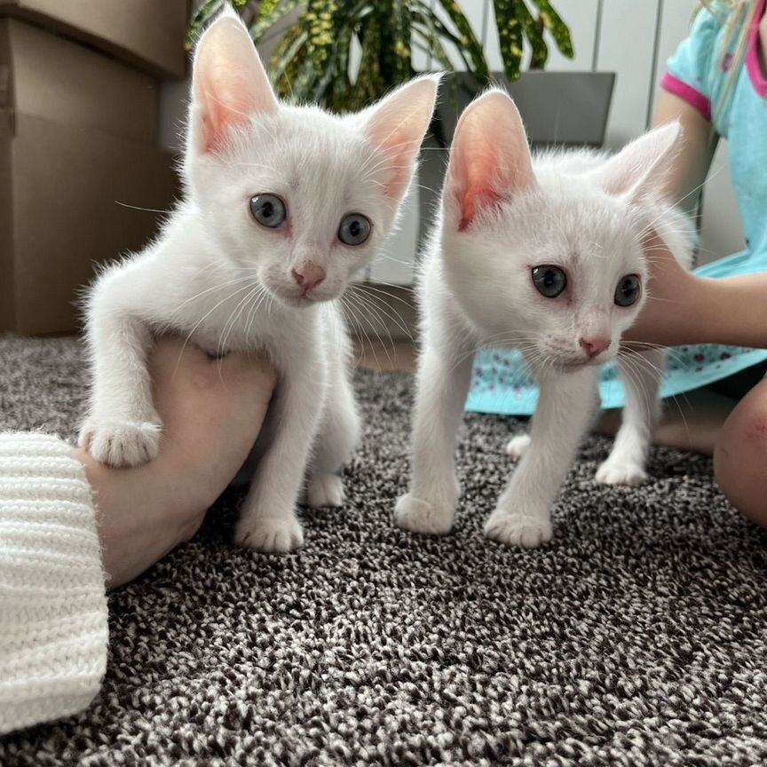 Котята