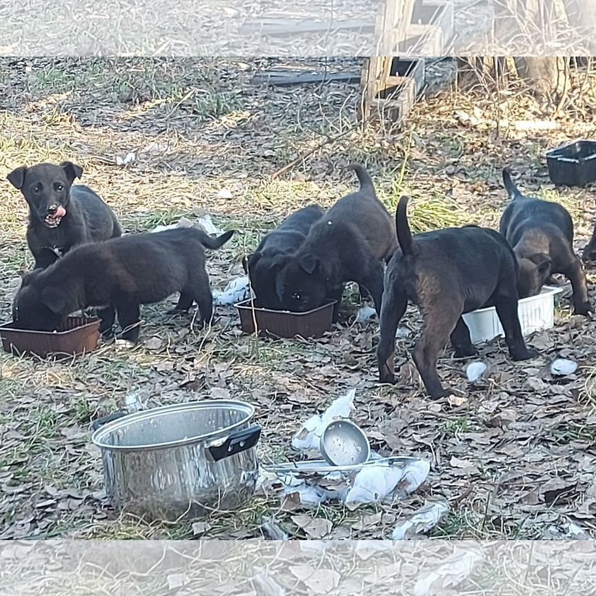 Щенки в добрые руки