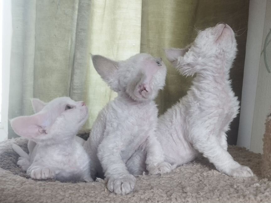 Котята девон-рекс