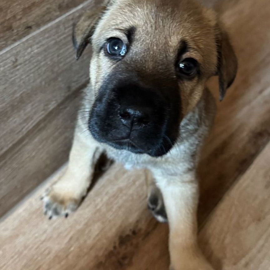 Отдам бесплатно щенков в любящие руки