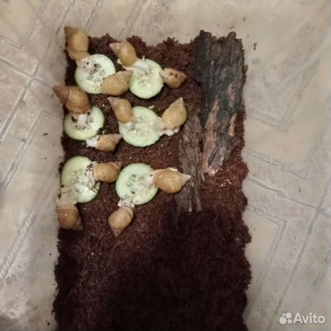 Улитки ахатины альбиносы