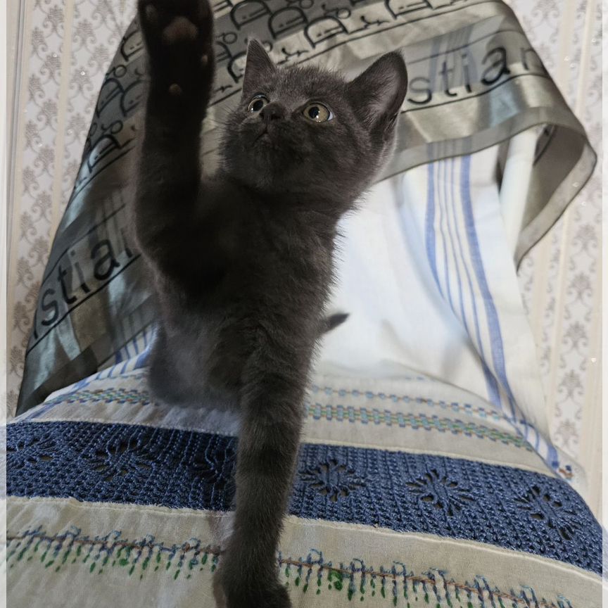 Котёнок в добрые руки