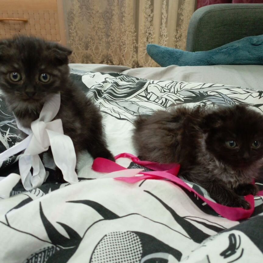 Отдам котят вислоухие шотландцы