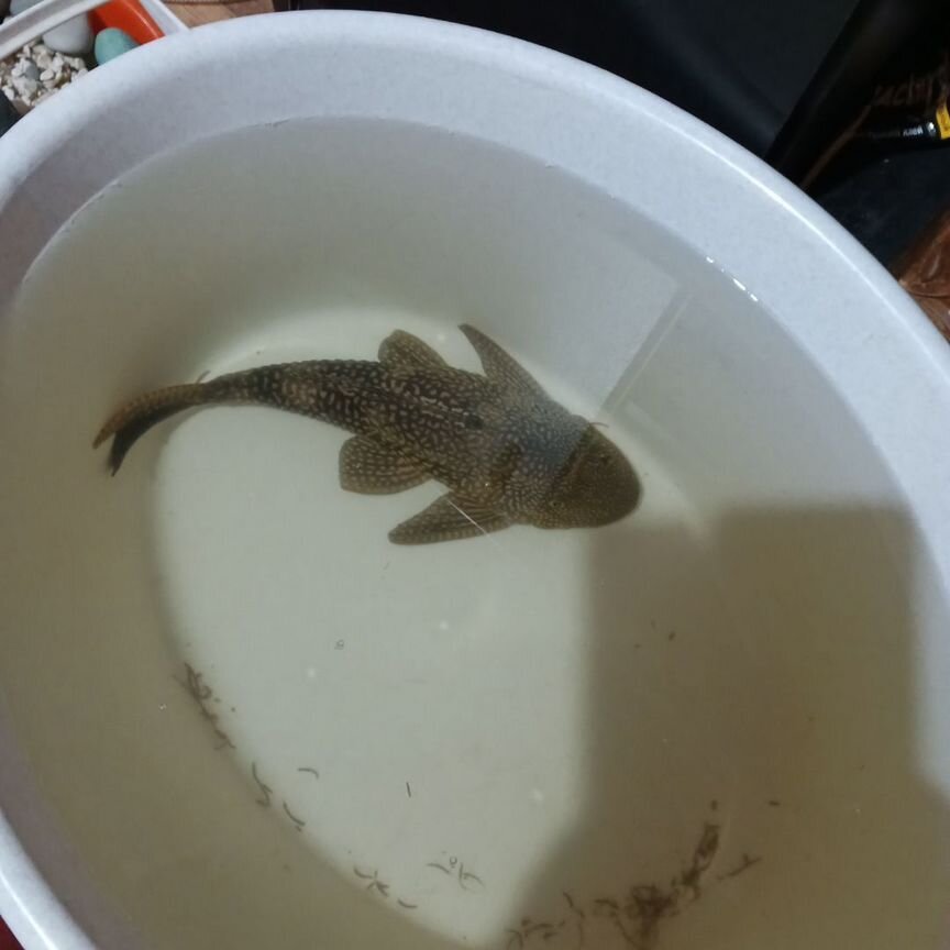 Сом большой за шоколадку