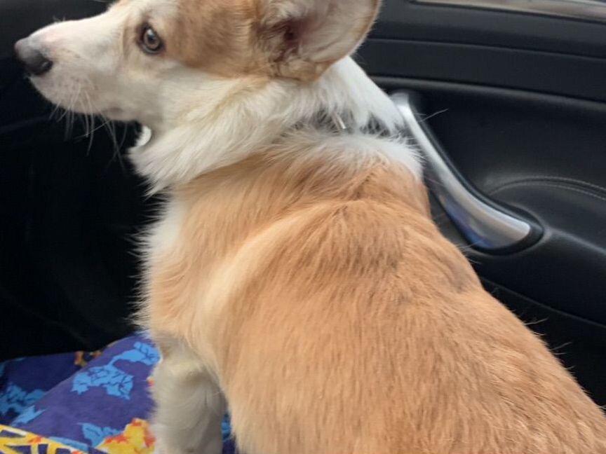 Собака корги пемброк