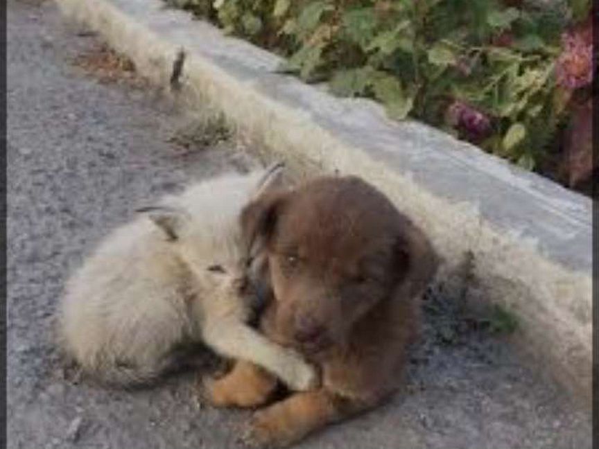 Помогите малышке выжить