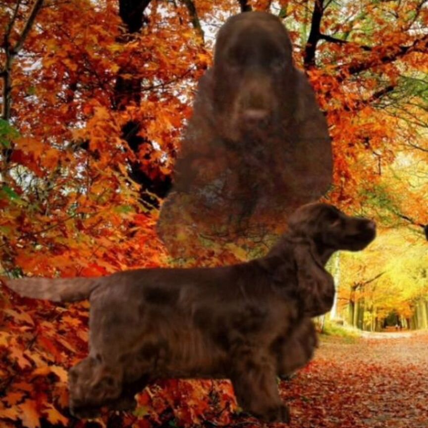 Вязка. Английский кокер спаниель