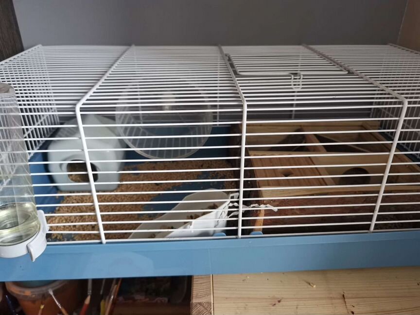 Клетка для хомяка, сирийский хомяк