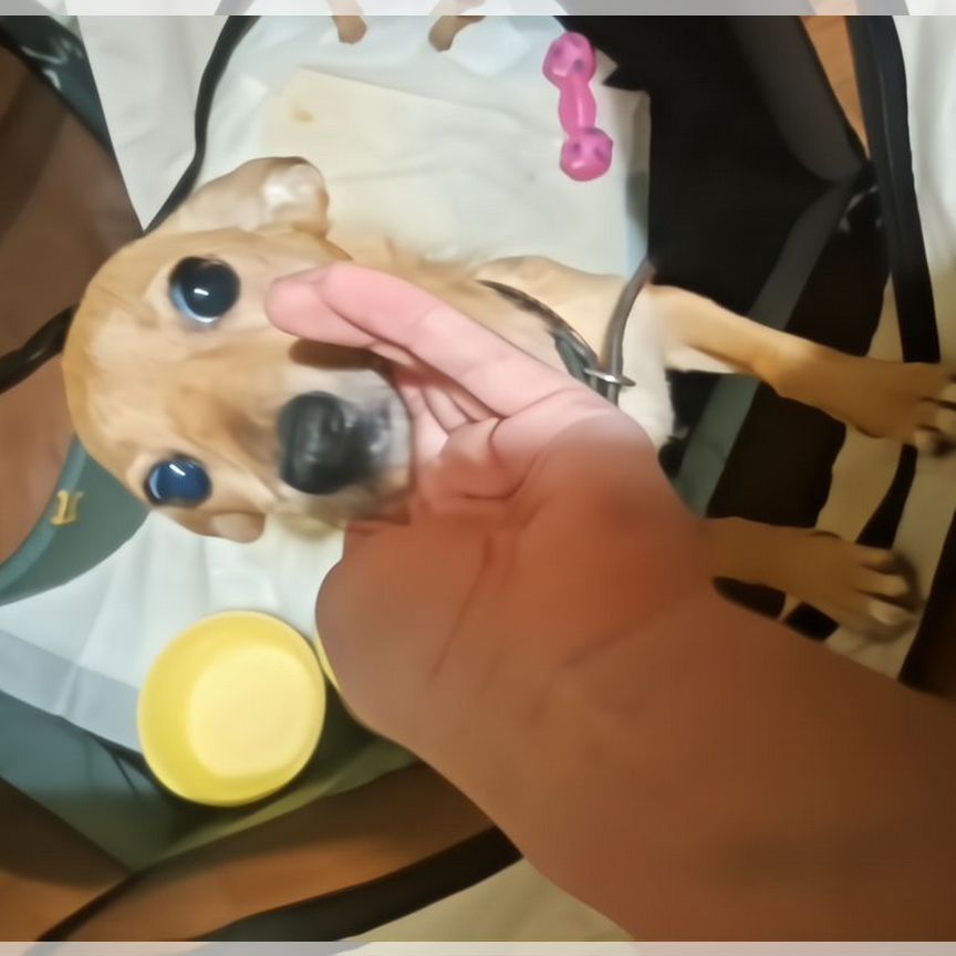 Щенок в добрые руки