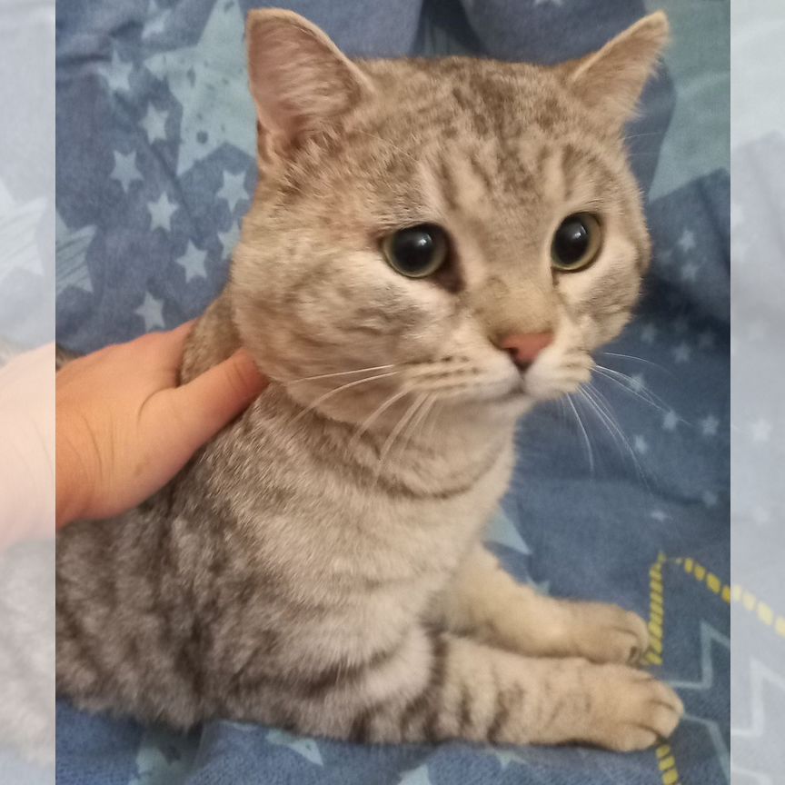 Взрослый кот в добрые руки