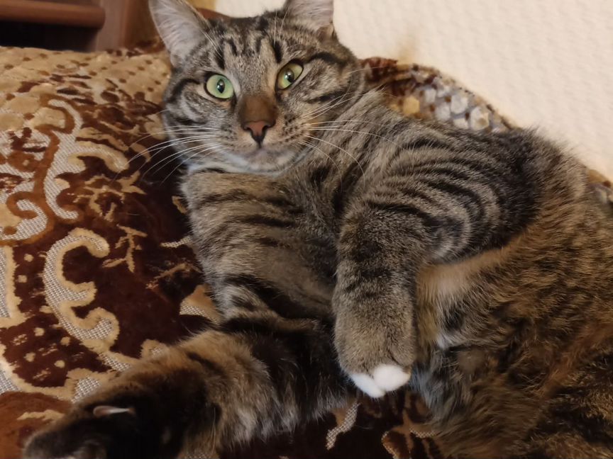 Кот