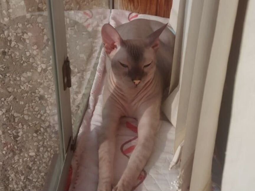 Отдам кота в хорошие руки сфинкс Донской