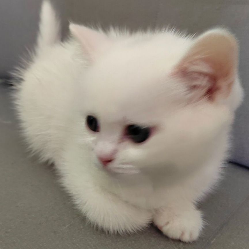 Продам британского котёнка