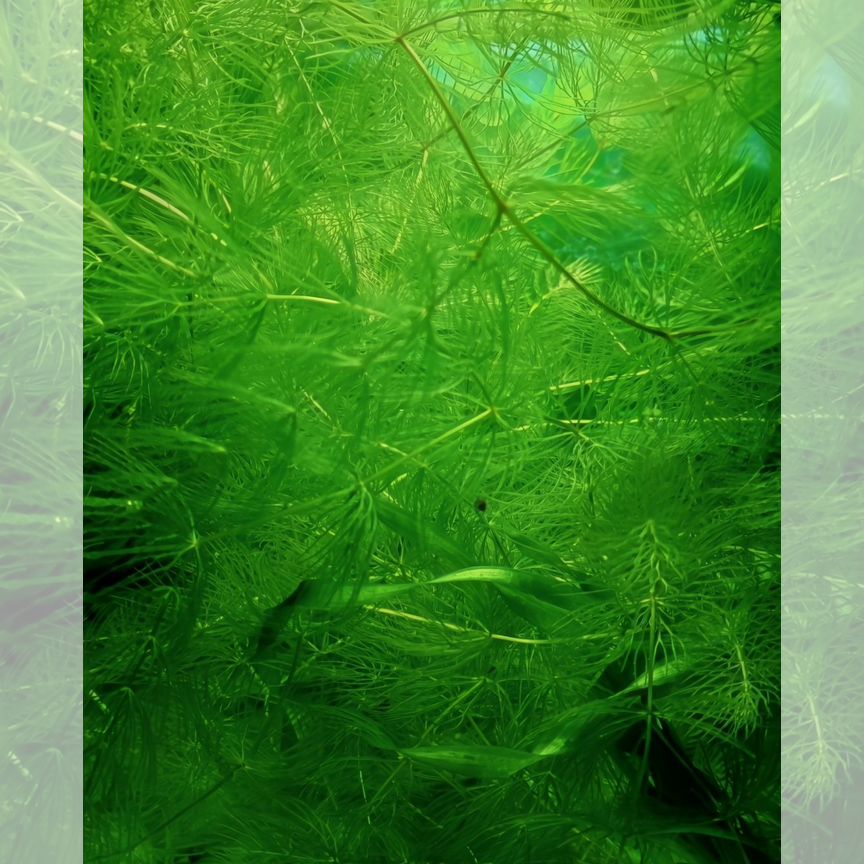 Аквариумные растения