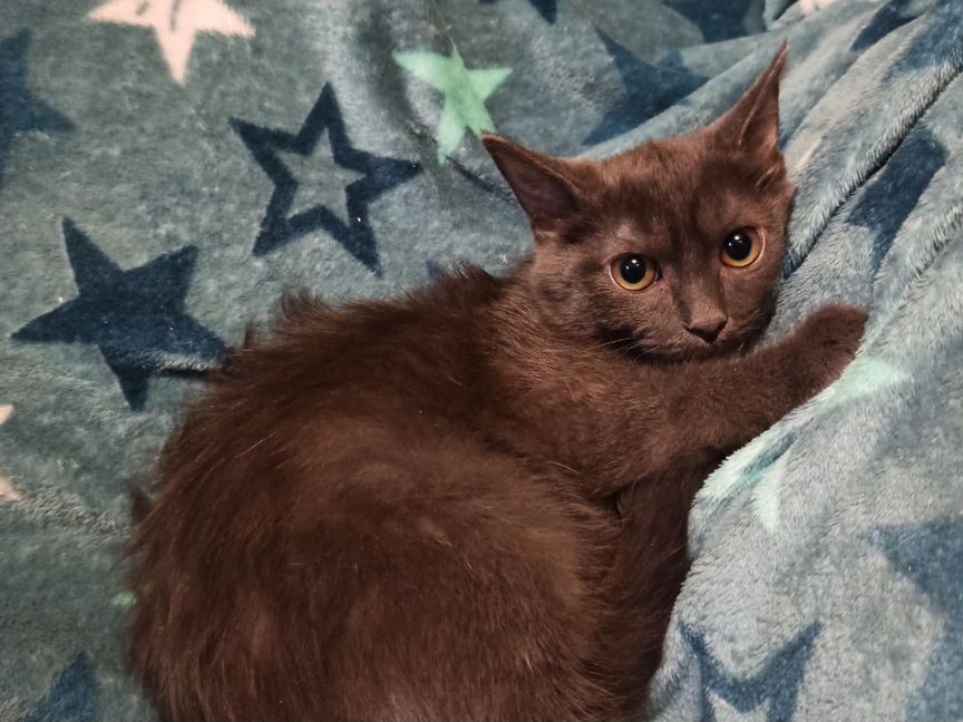 Котенок мальчик 4 месяца