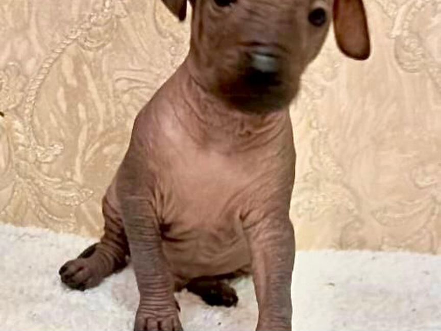 Ксолоитцкуинтли