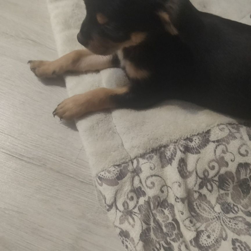 Продам щенка