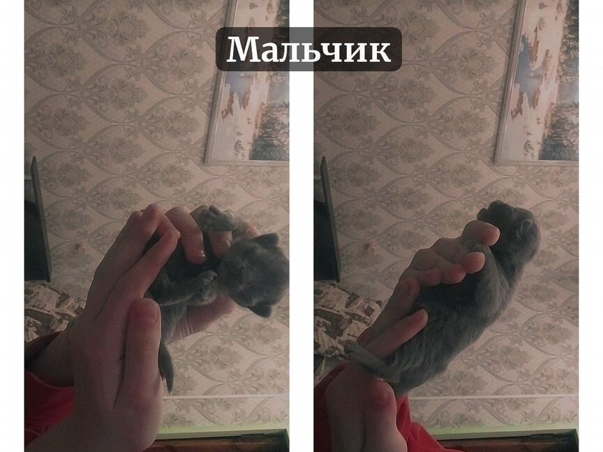 Делаем бронь на котят. отдадим в добрые руки