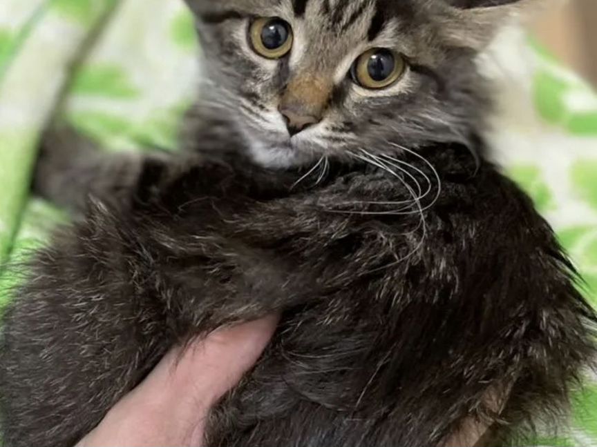 Кошка