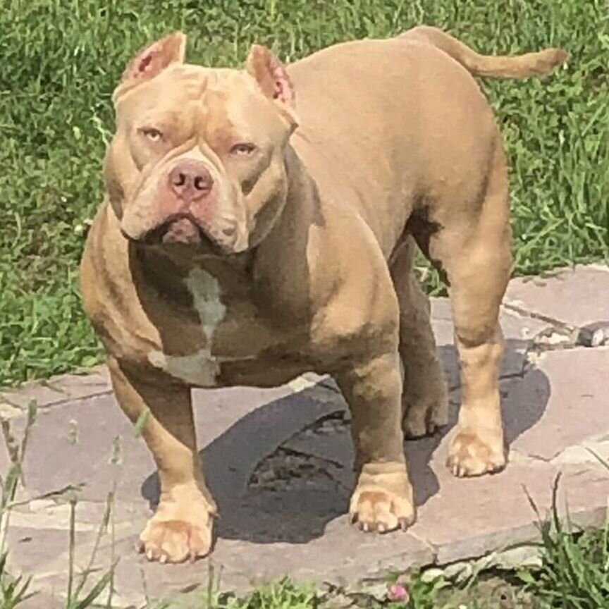 Вязка собак