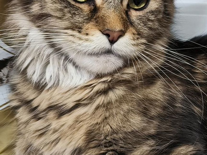 Котята мейн-кун