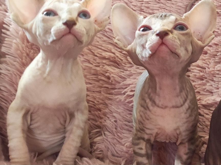 Канадский сфинкс