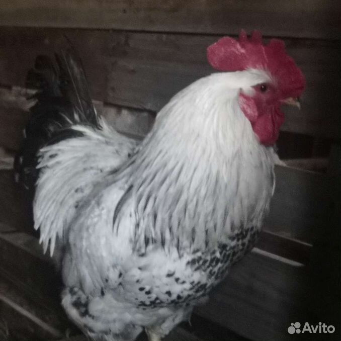Петухи крупные, возраст 1год 2 месяца