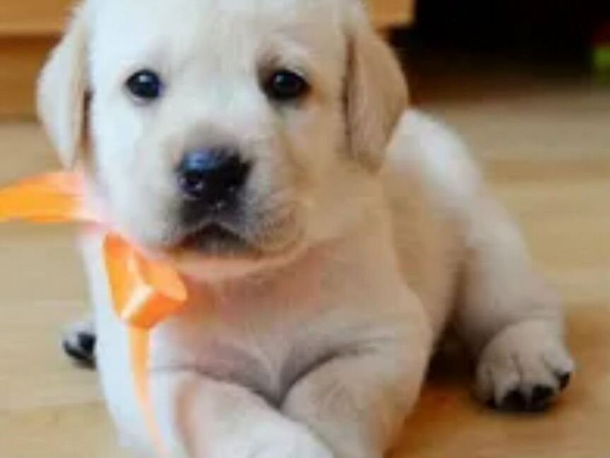 Щенки лабрадора