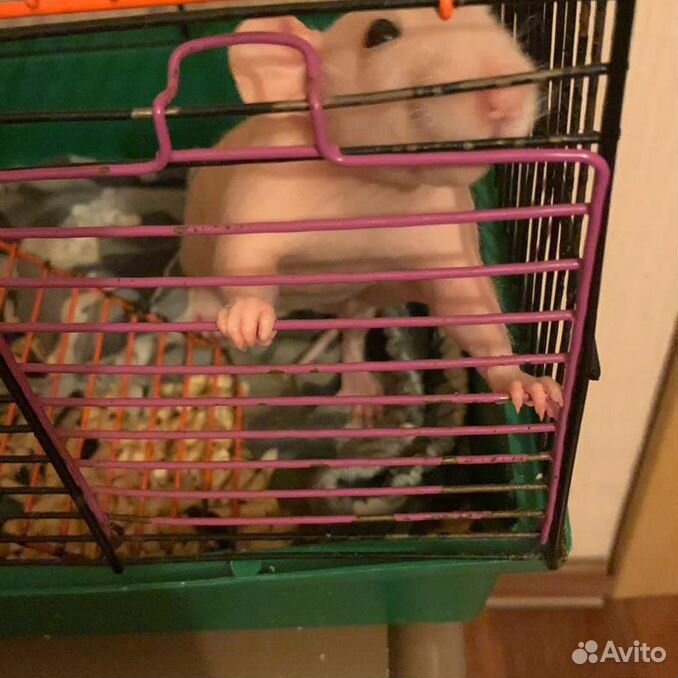 Крыса сфинкс