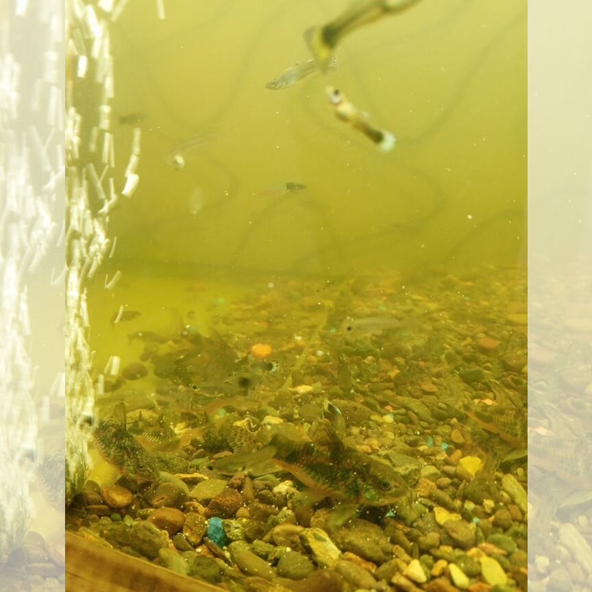 Аквариумные рыбки