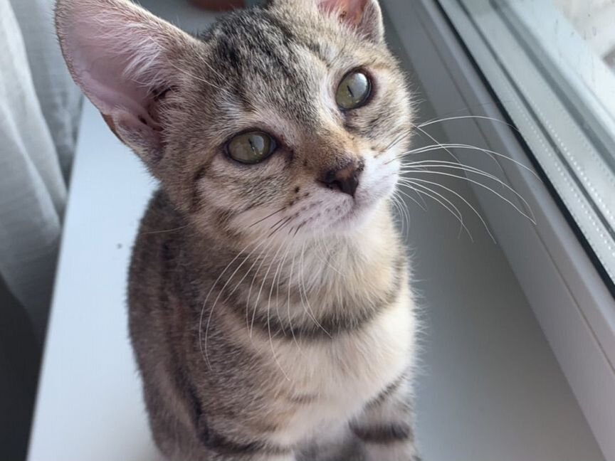 Котёнок девочка в хорошие руки