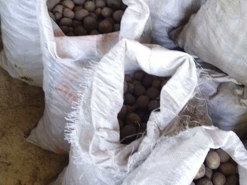Продам картофель на корм скоту