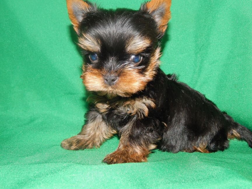 Йоркширский терьер щенки