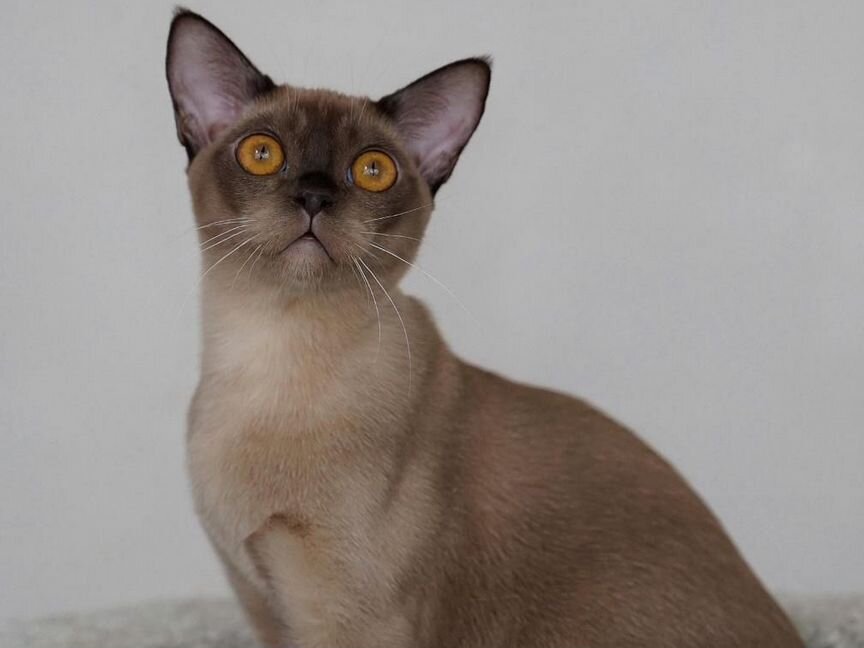 Бурманская кошка
