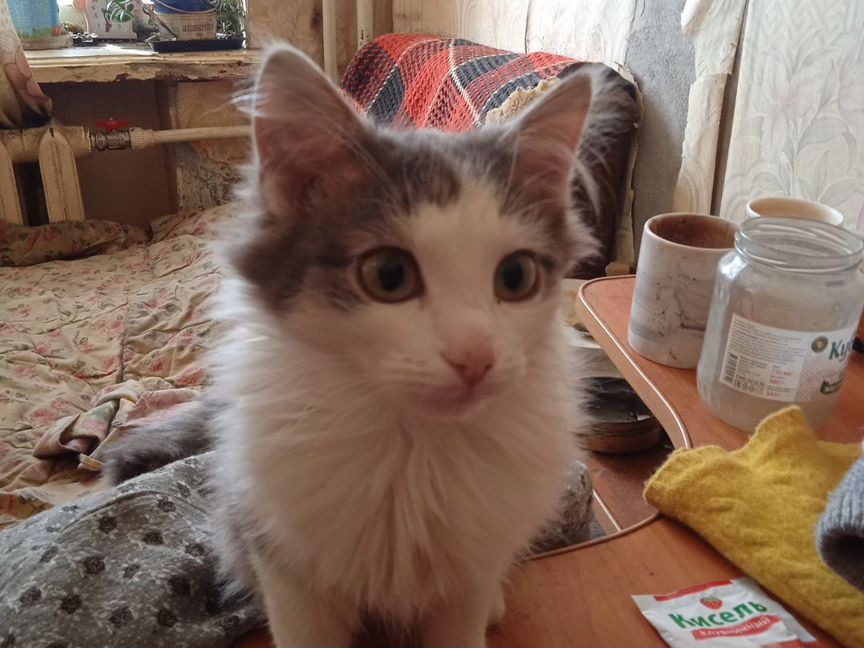 Котëнок
