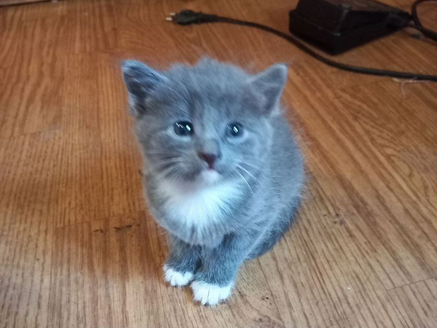 Котята