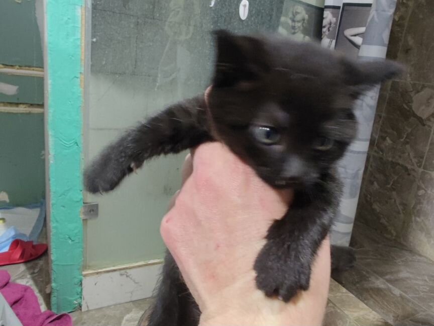 Британские котята