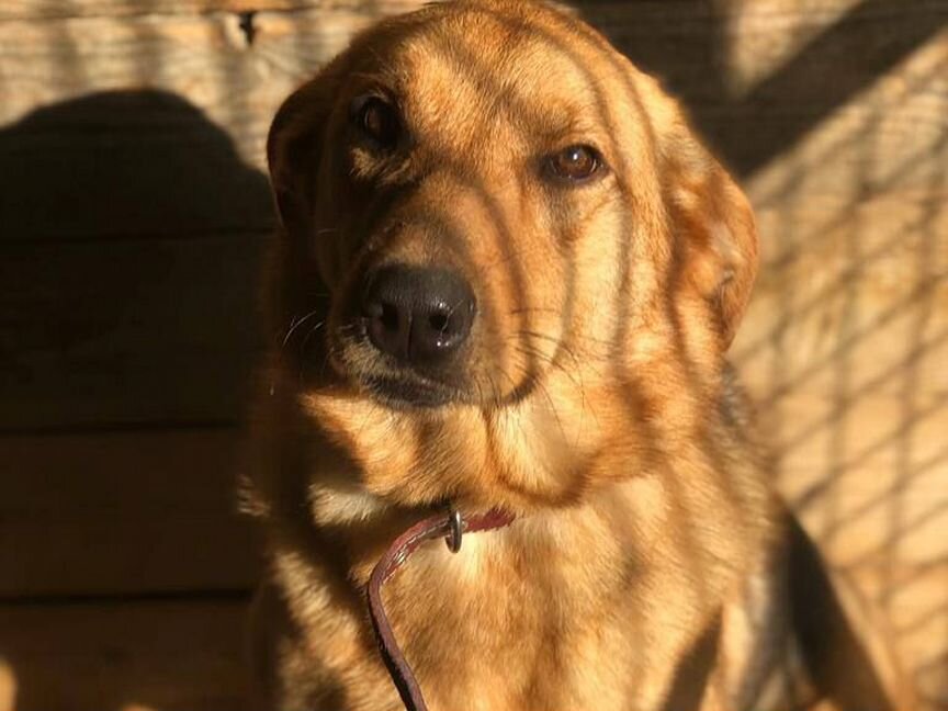 Собаки бесплатно в добрые руки