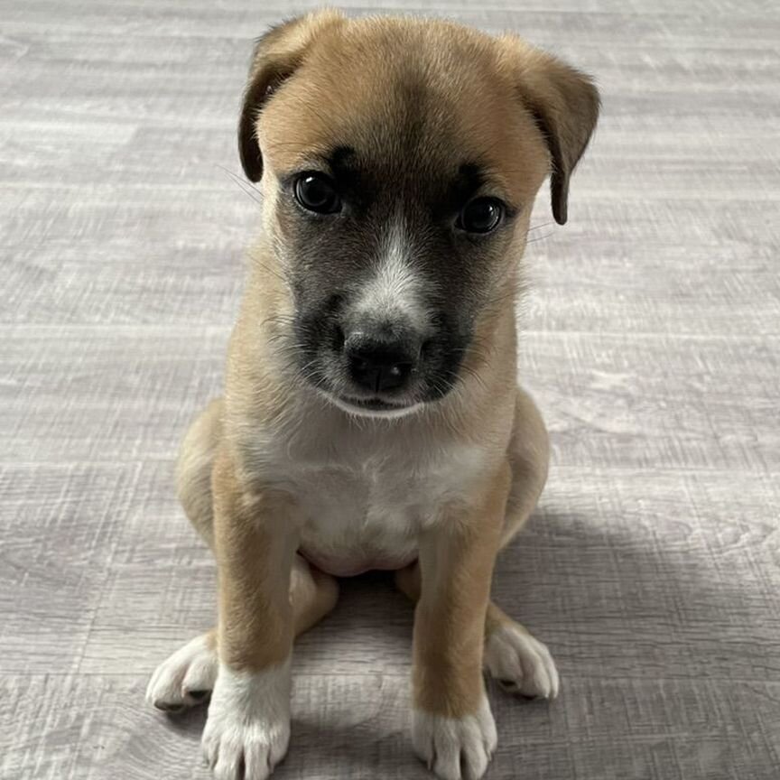 Щенки стаффорда