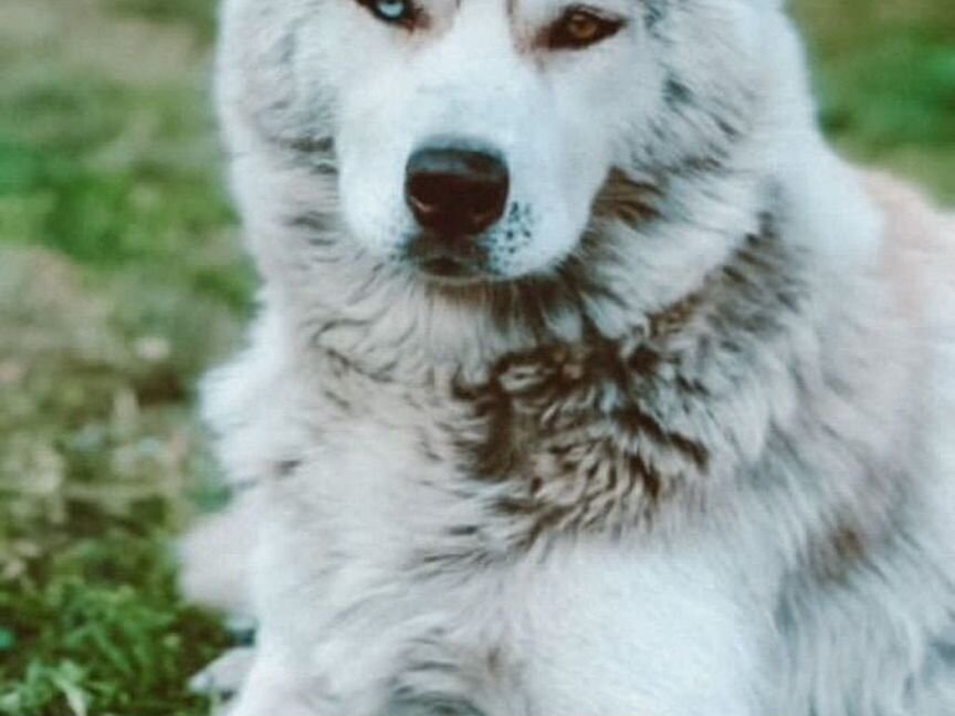 Собаки бесплатно хаски