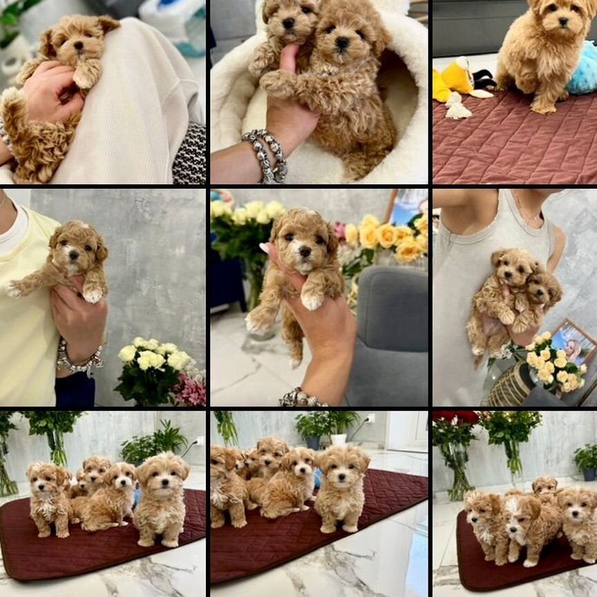 Мальтипу, щенок