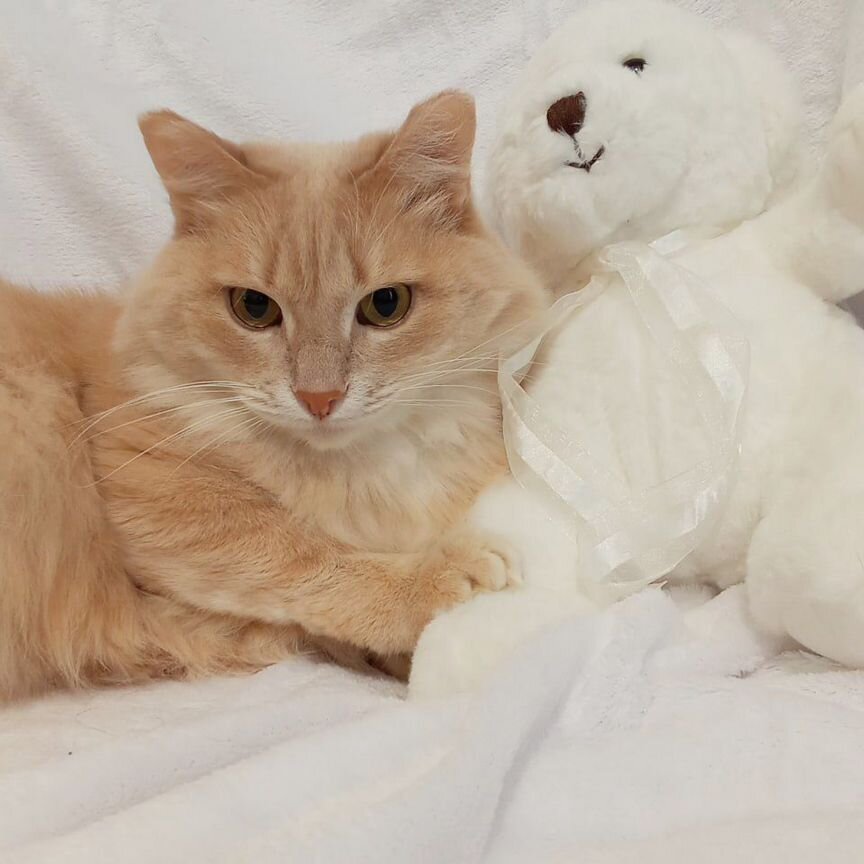 Рыжий кот