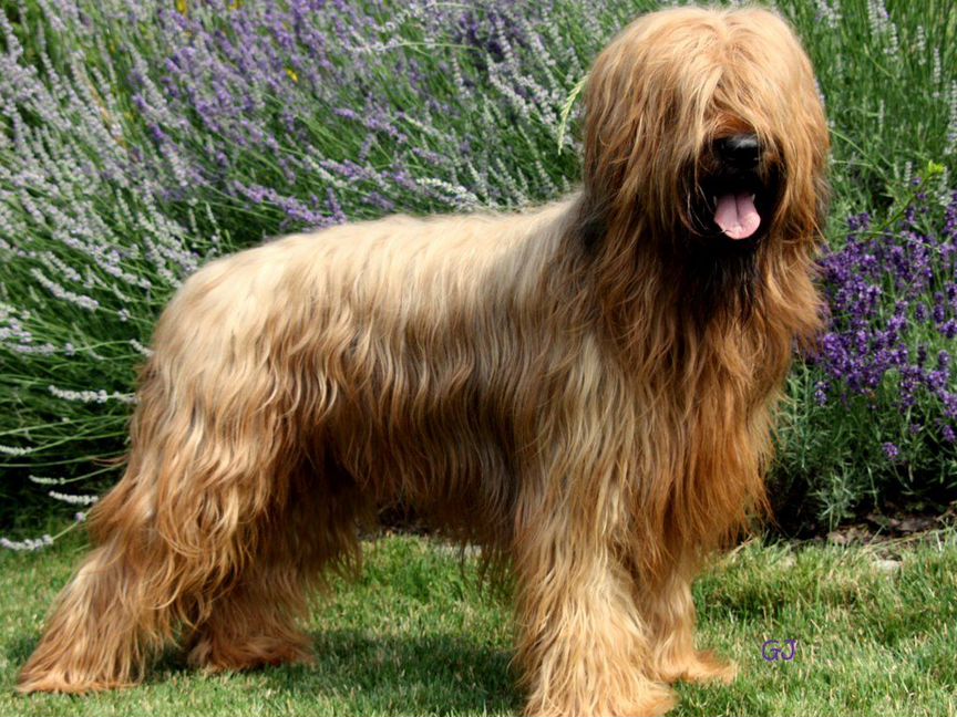 Бриар (французская пастушья овчарка)