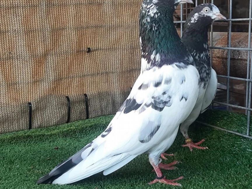 Продажа голубей пакистанские голуби. Порода Тедди