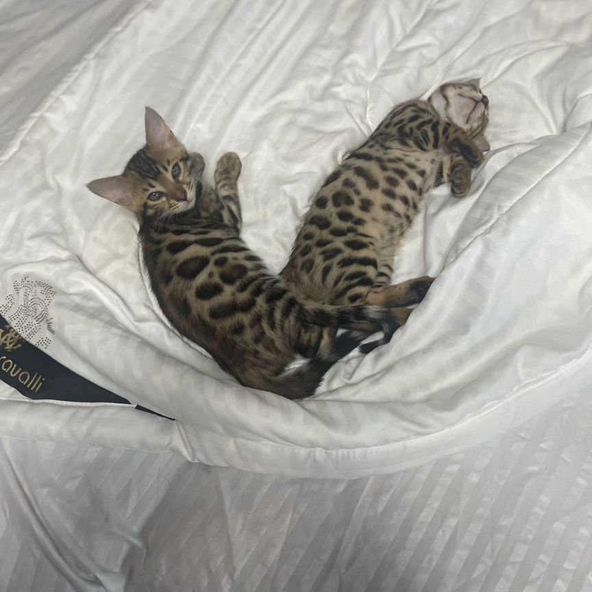 Бенгальские котята