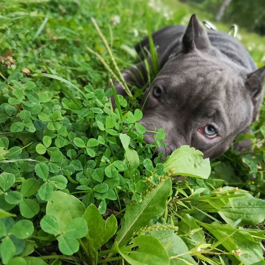 Американский булли покет