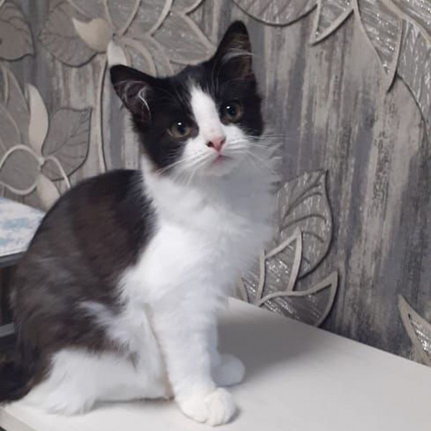 Котёнок Ефим